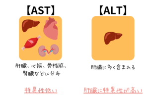 〈AST・ALTまとめ〉高値・低値で考えること【血液検査・肝機能】 | My臨床検査ノート